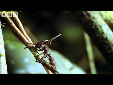 Les fourmis transformées en zombies par un champignon - YouTube