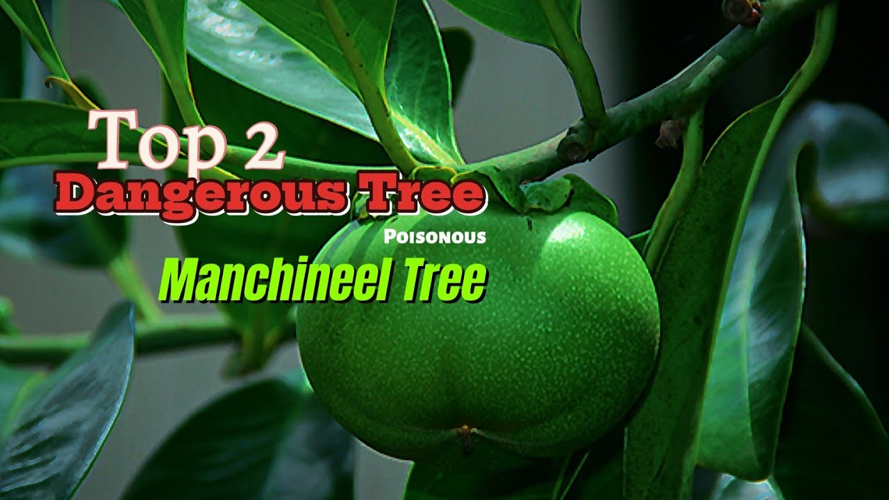 Manchineel Tree: Top 10 most dangerous plants | Top 2 - Learn more ...