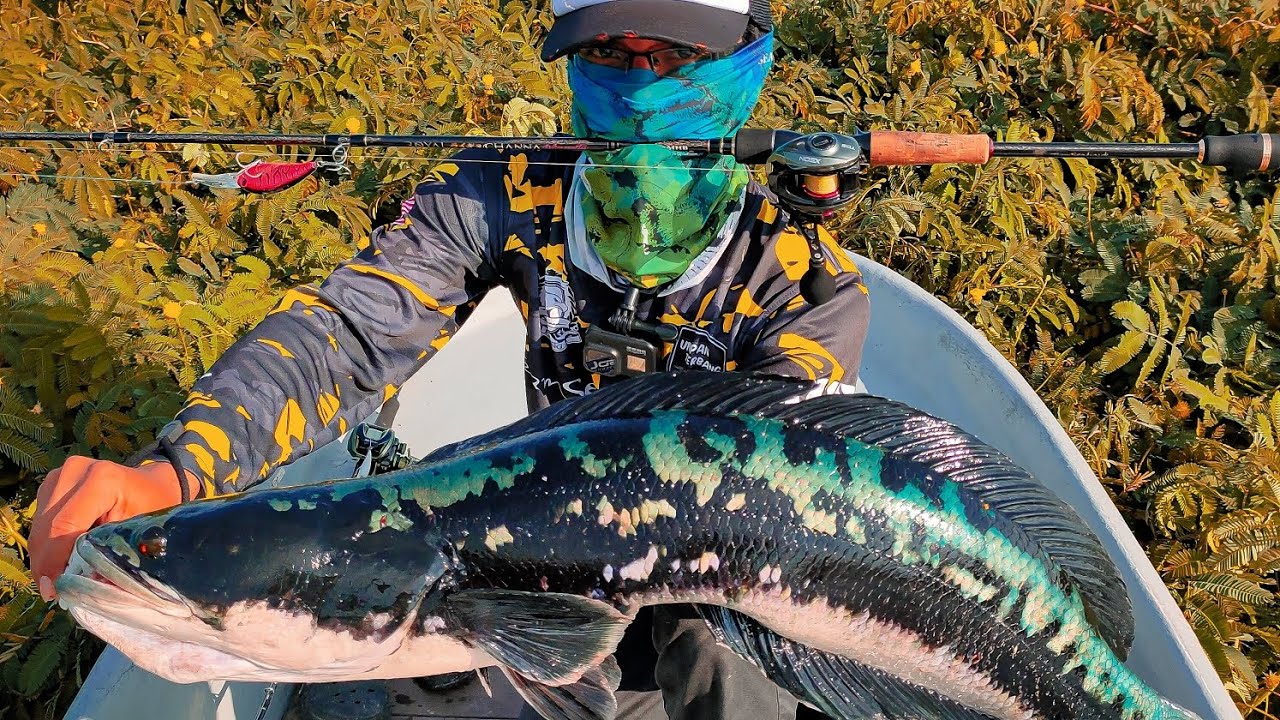 (FULL FIGHT) Mama Toman Anak MERAH 10.8lb | Team Seahawk Xeon 103HSL ...