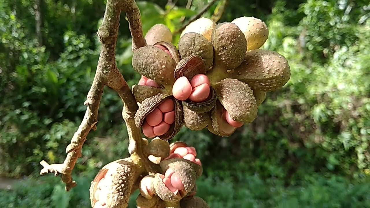 BUAH KAYU MANGLID YANG UDAH SIAP DI BIKIN BIBIT - YouTube