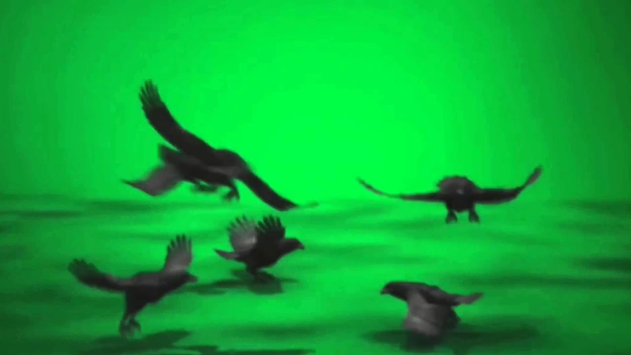 Greenscreen Crow Animation HD - YouTube