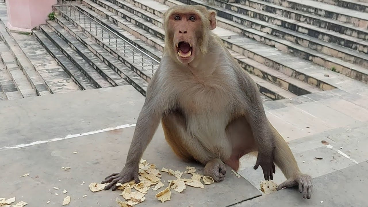 angry monkey | monkey feeding | gussa hua bandar - YouTube