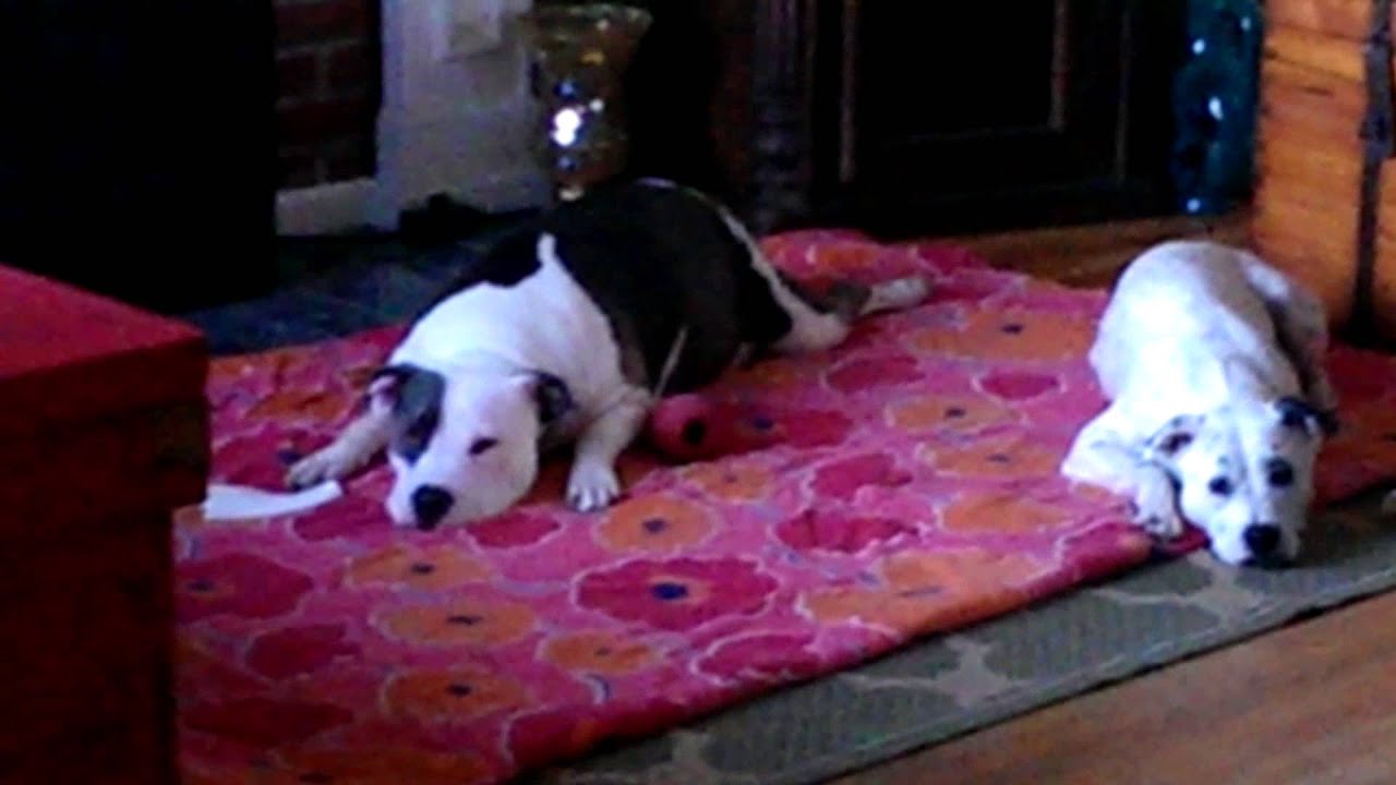 Pouting dogs. - YouTube