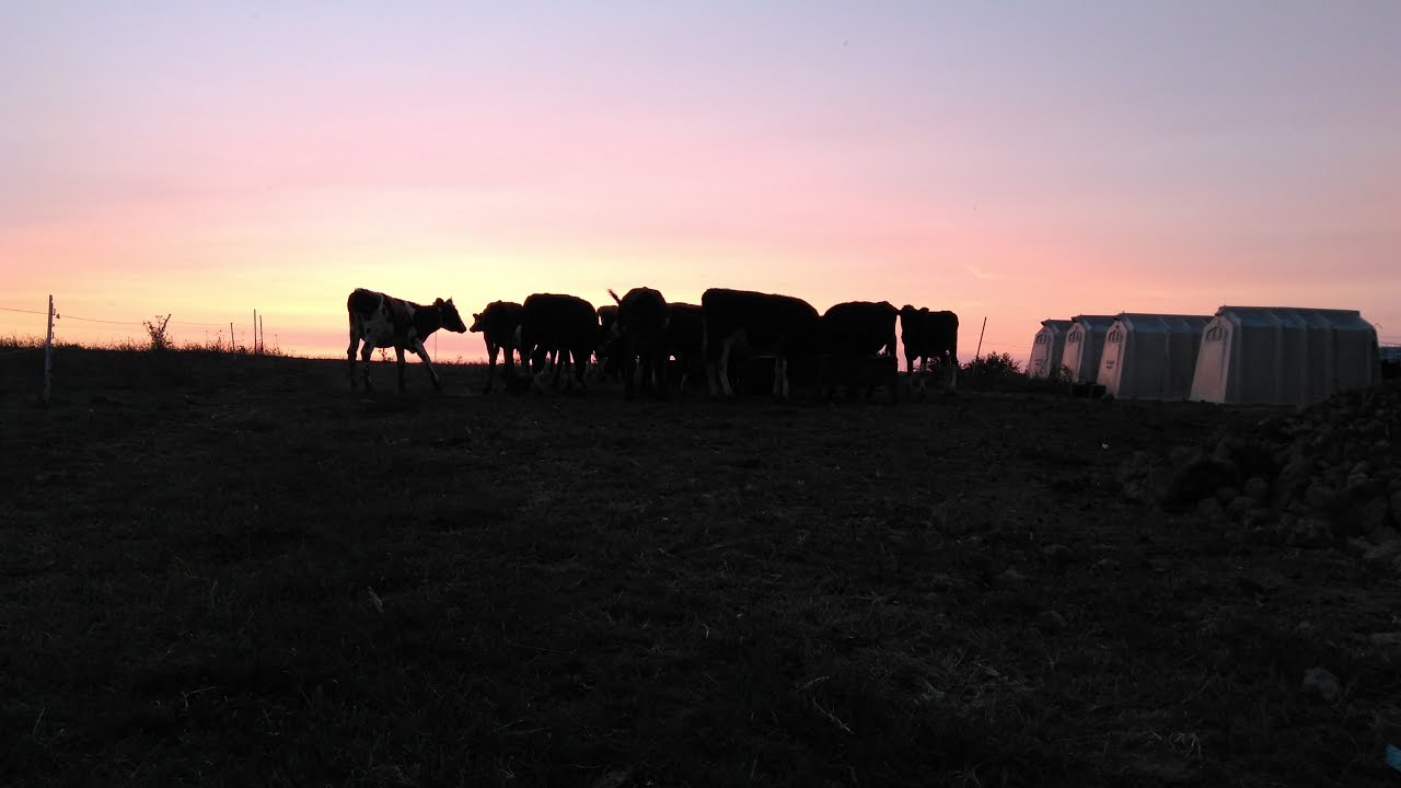 Welcome to Acres of Clay Homestead - YouTube