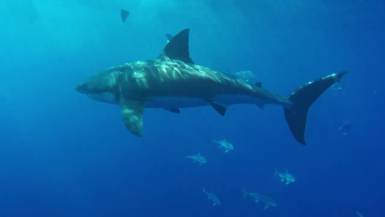 Home | Gu Wei, Composer