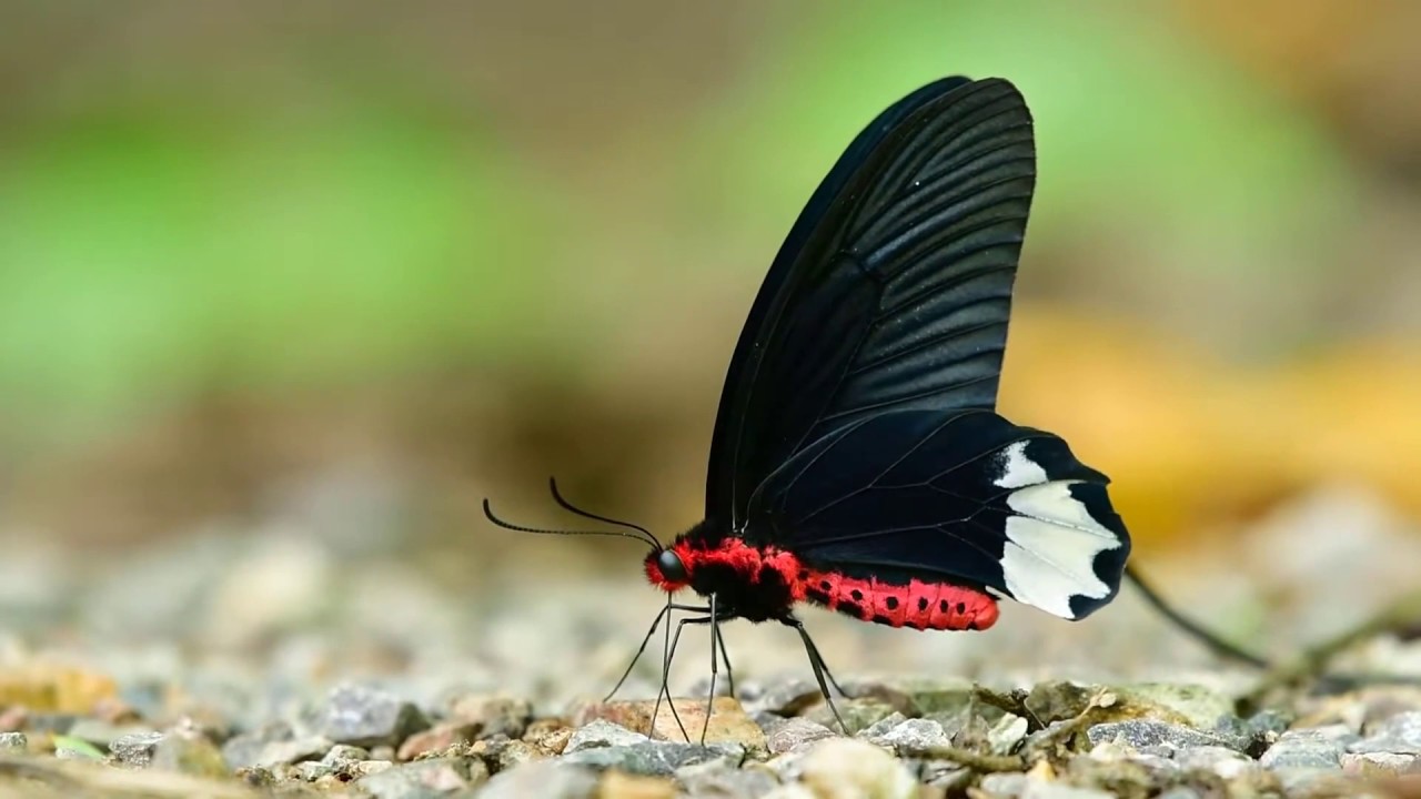 Burmese Batwing Butterfly - YouTube