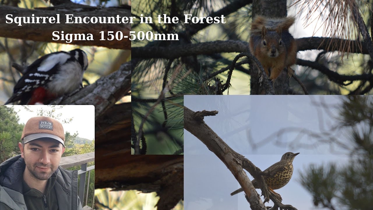 Sigma 150-500 MM Squirrel and Woodpecker Encounters - YouTube