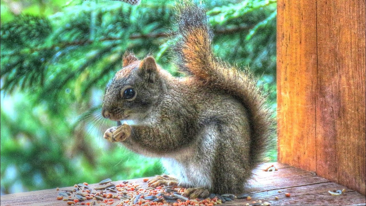 Young Rebel Red Squirrel Survives and Thrives After Injuries - YouTube