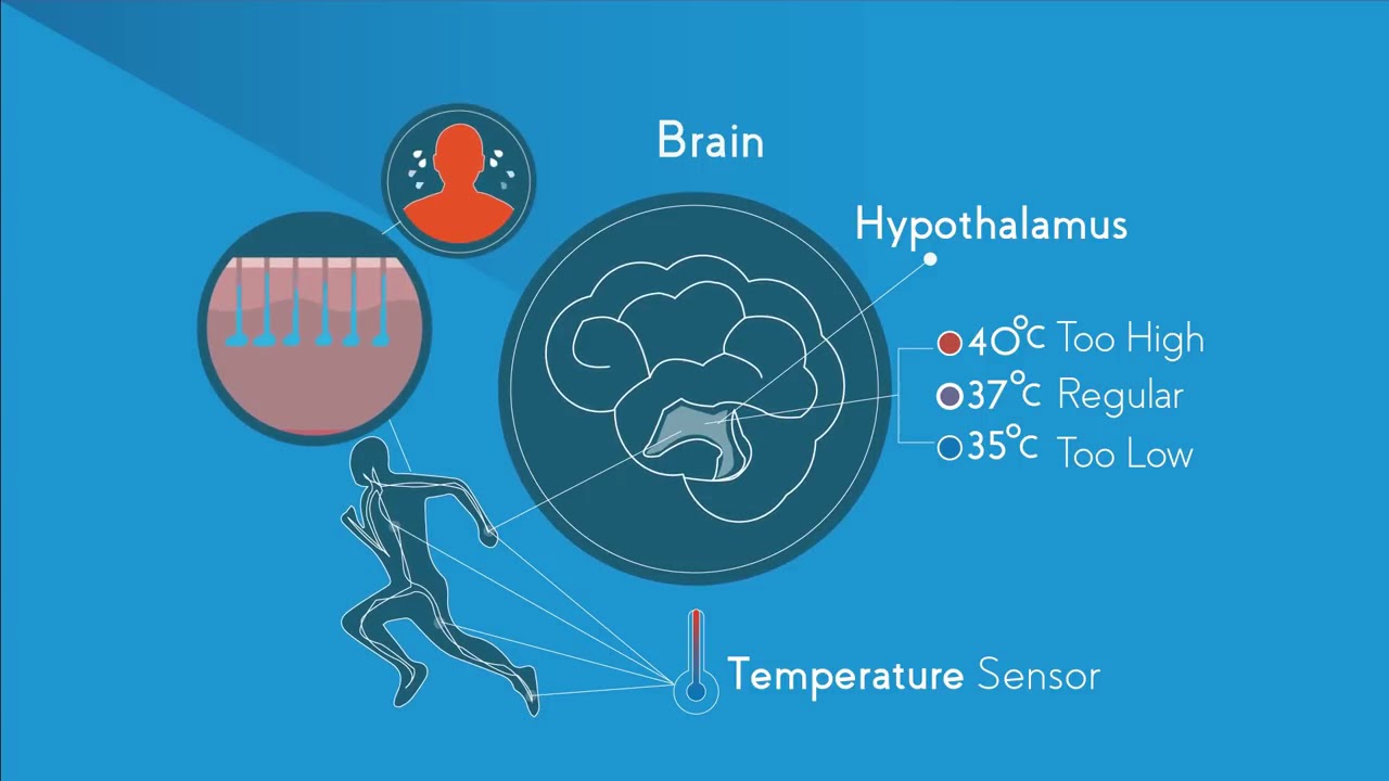 Temperature Regulation of the Human Body Biology for All FuseSchool ...