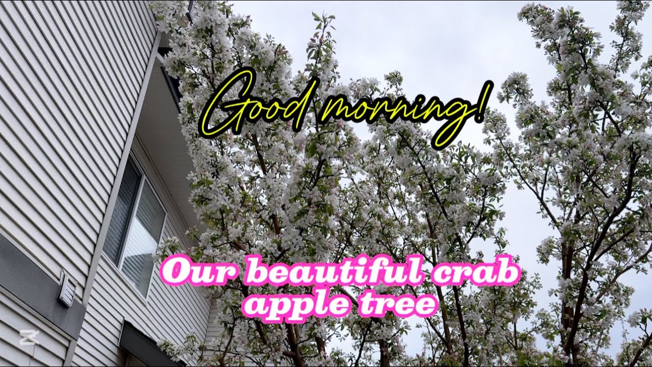 OUR BEAUTIFUL BLOOMING APPLE TREE | HAPPY THURSDAY - YouTube