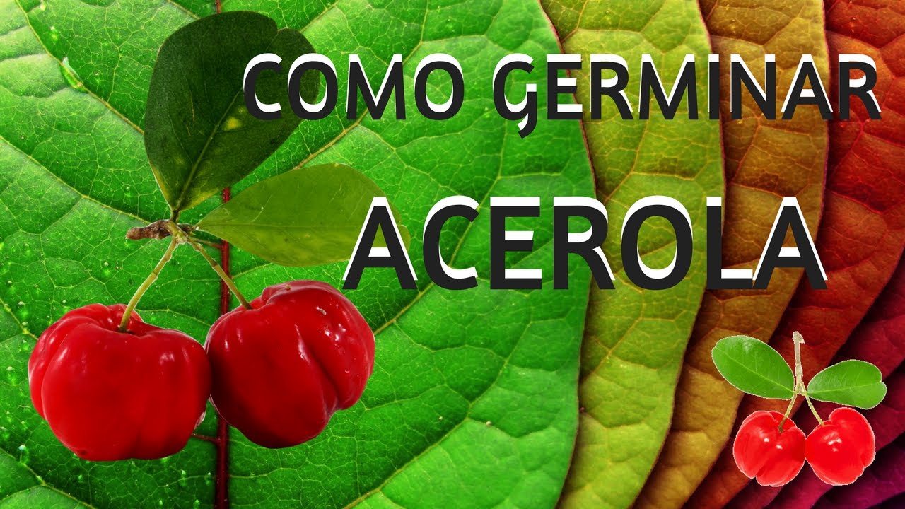 COMO GERMINAR SEMILLAS DE ACEROLA || MANZANITA || SEMERUCO (HD) - YouTube