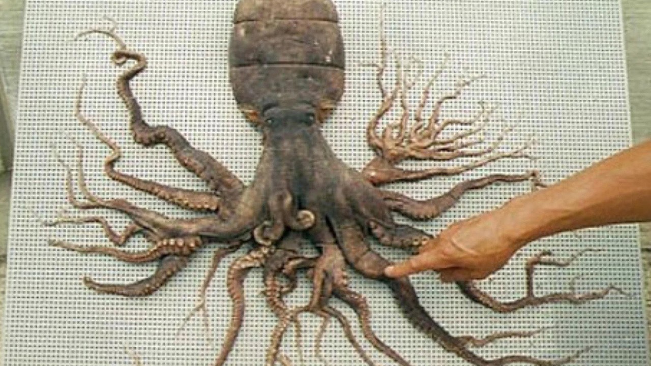 Unsettling Creatures Found In Chernobyl That Scientists Fear - YouTube