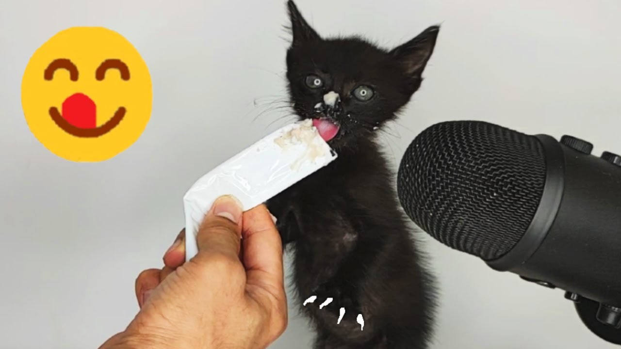 Kitten Eating Creamy Treat ASMR - YouTube