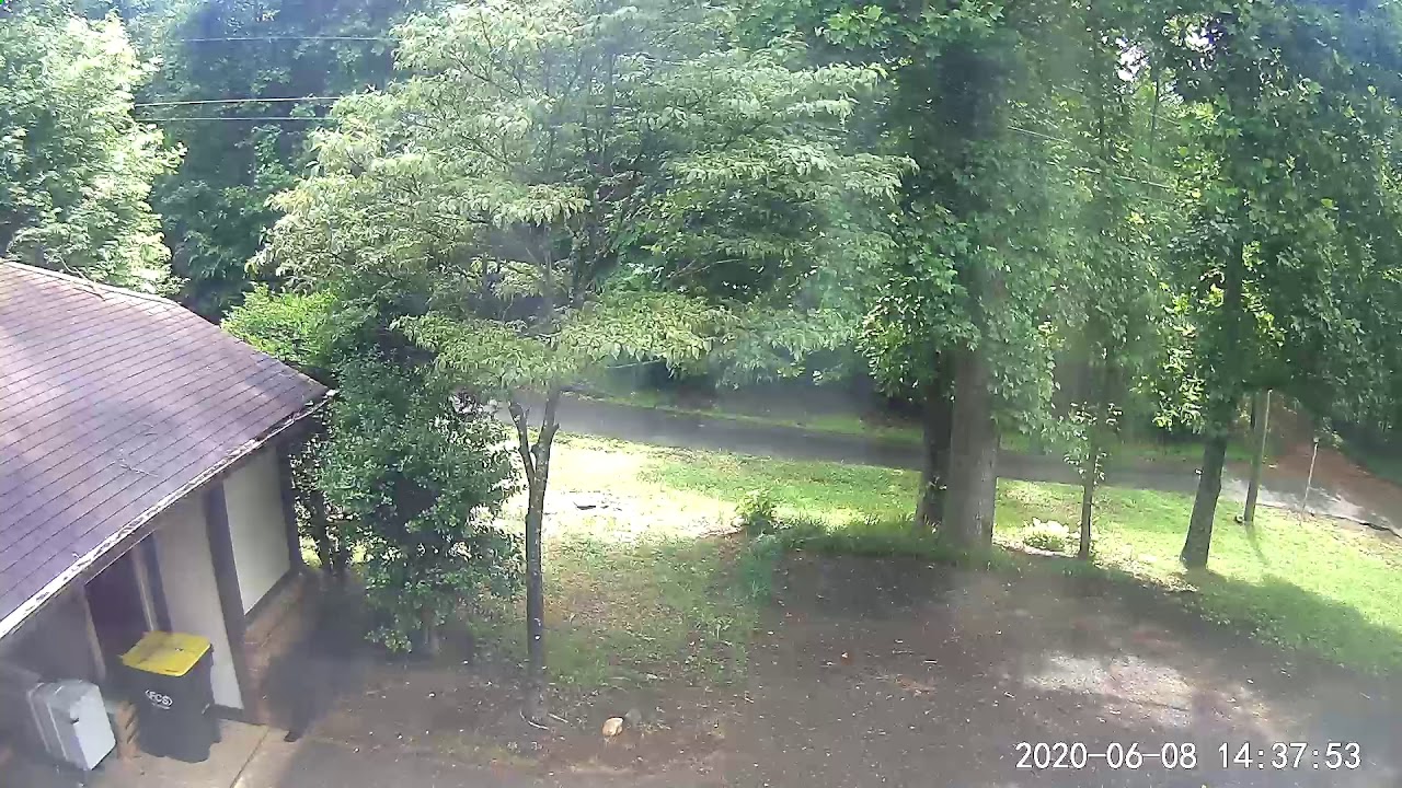 Bear cubs climbing tree in Helen GA - YouTube