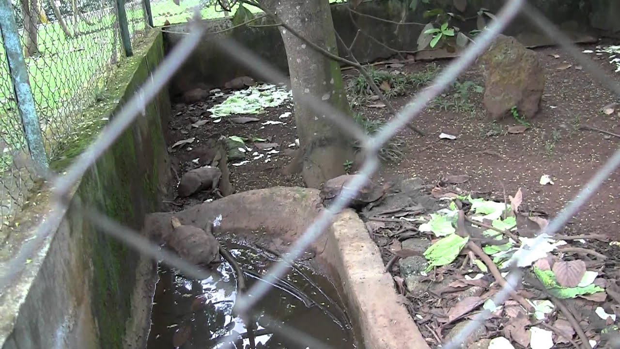 LION AT YAOUNDE ZOO, CAMEROON - YouTube