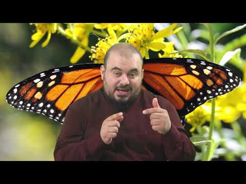 RÜYADA KELEBEK GÖRMEK Esved Dini Rüya Tabirleri ve Yorumu Rüya Tabiri