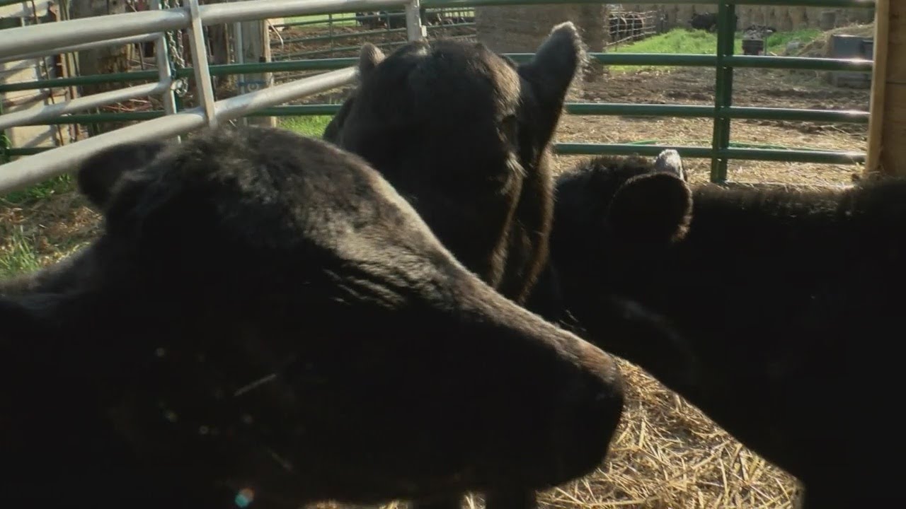 Against The Odds: Minnesota Cow Gives Birth To Quadruplets - YouTube