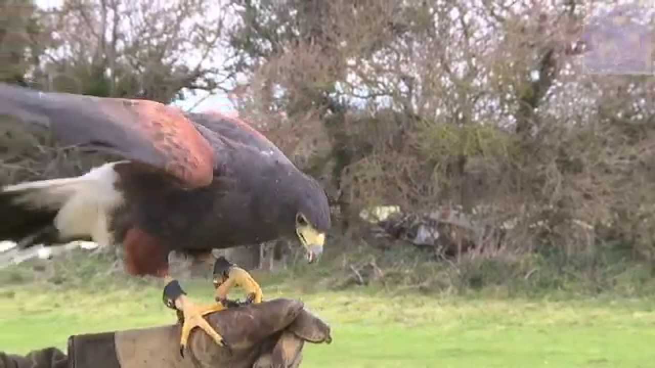 The Bird Control Unit at Casement Aerodrome - YouTube