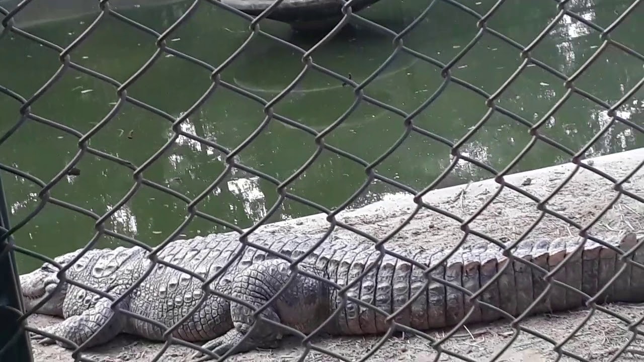 Crocodiles in the Lucknow Zoo , crocodiles in the Nawab Wazid Ali Shah ...