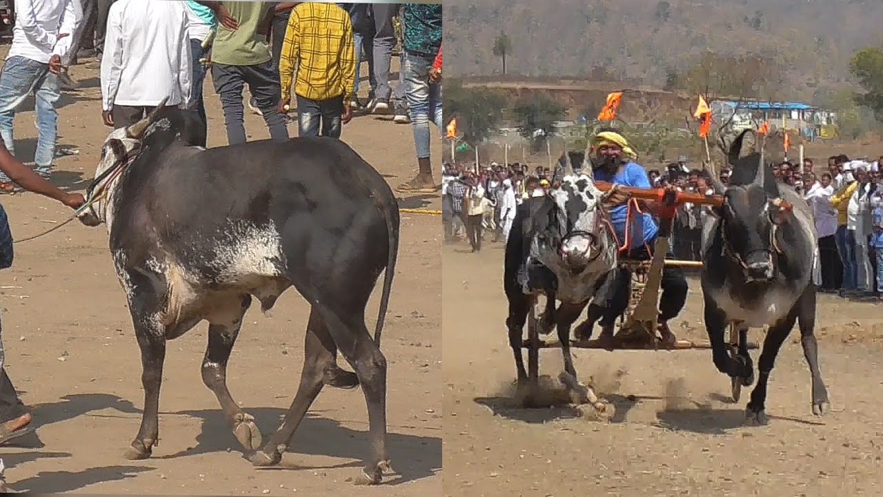 ramdas rathore betul 9 lakh 51 hazar ka bail | racing bulls | ox race ...