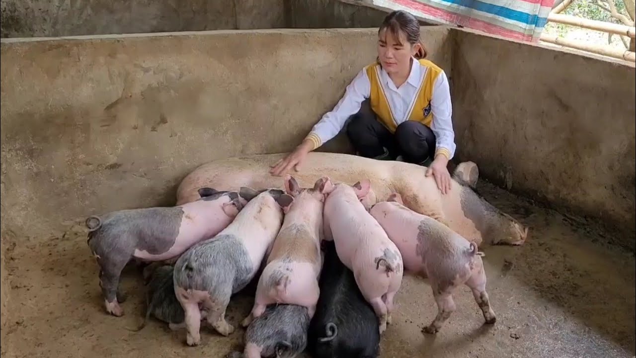 Full Video: The Motherhood Of Sows And Piglets Is Magical. Worth seeing. ( Episode 172). - YouTube