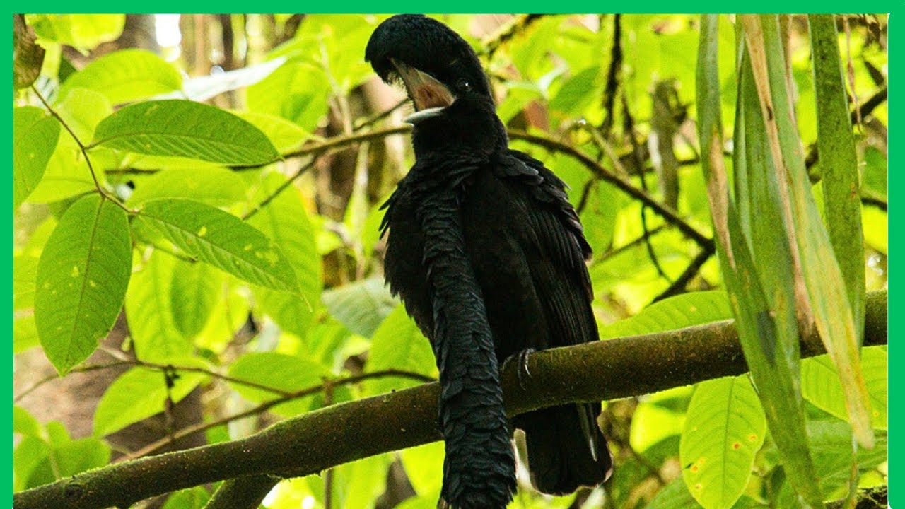Anambé Papudo - Pássaro Anambé preto uma espécie Rara e Pouca Gente ...