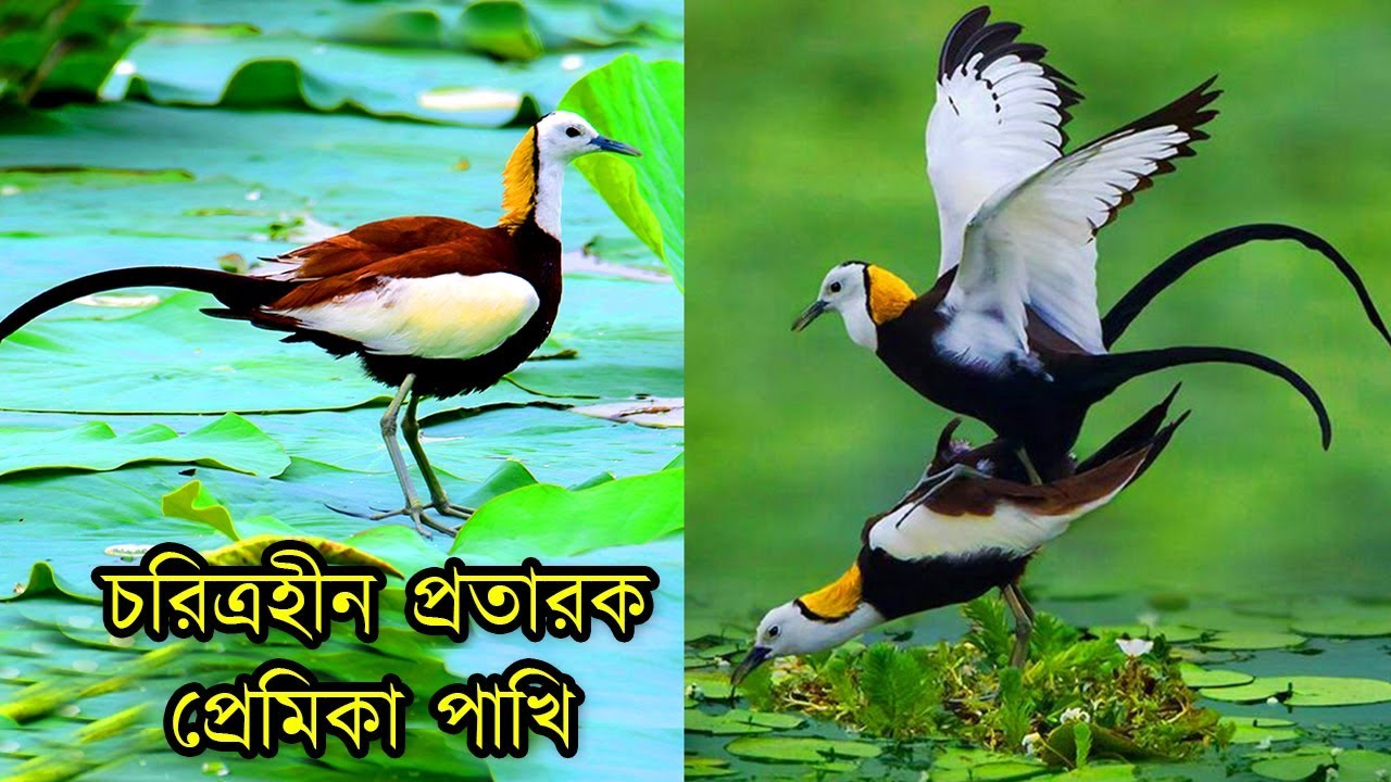 যৌন মিলনের জন্য প্রেমিককে পেতে লড়াই করা বহুগামী পাখি জল ময়ূর ...