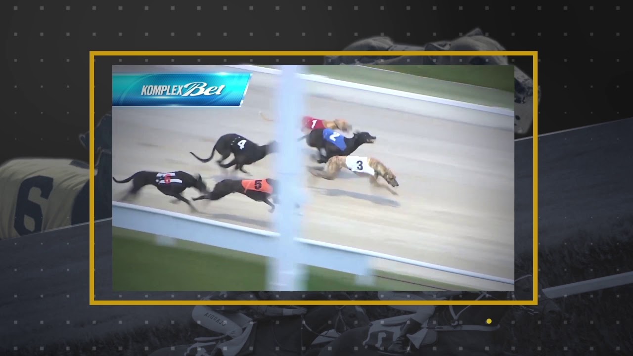 Greyhound Software and Dog Racing Software in HD quality - YouTube