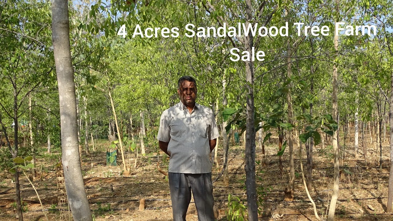 4 Acres SandalWood Tree Farm Sale|ചന്ദനമരം തോട്ടം വിൽപ്പനയ്ക്ക് ...