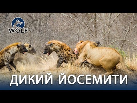 ЛЬВЫ ПРОТИВ ГИЕН | Схватка хищников в саванне #дикаяприрода | WOLF