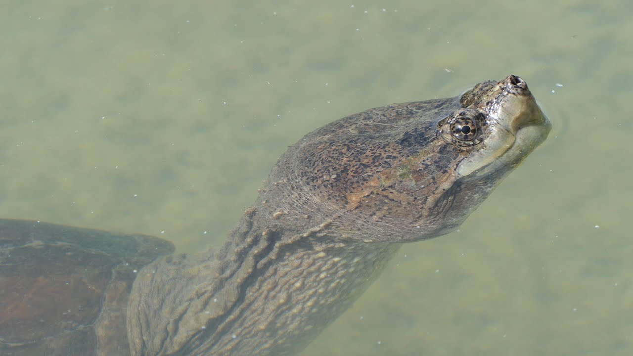 A blinking Snapping Turtle lifts its head out of the water - YouTube