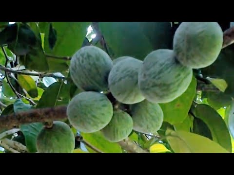 SAPUTA FRUTO DO CERRADO - YouTube
