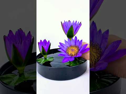 Simple Water Lily Arrangement Ideas #floralarrangement #ikebana #florist #waterlily #flowers