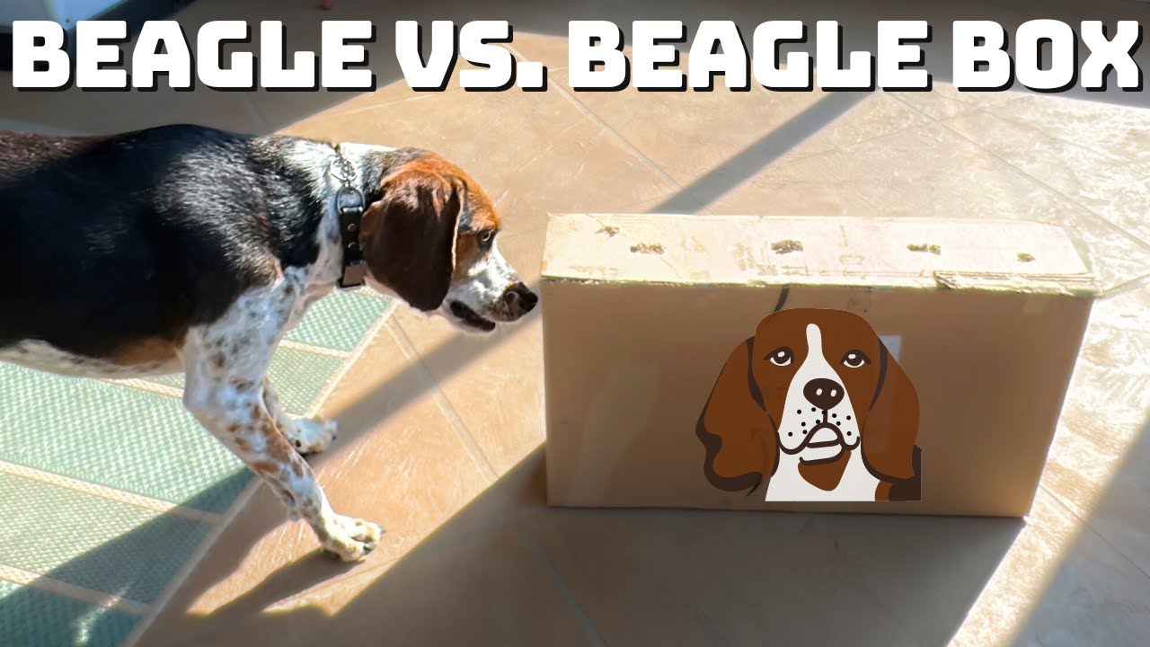 Epic Beagle Showdown: Cardboard Beagle Box Battle - YouTube