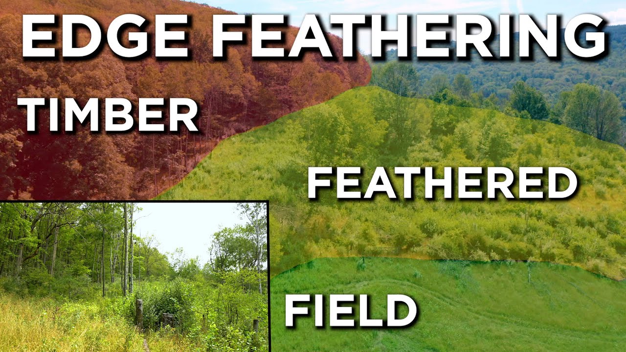 Summer Time Deer Habitat Improvement Projects | Edge Feathering - YouTube