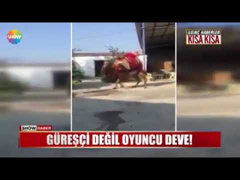 Halay çeken deve