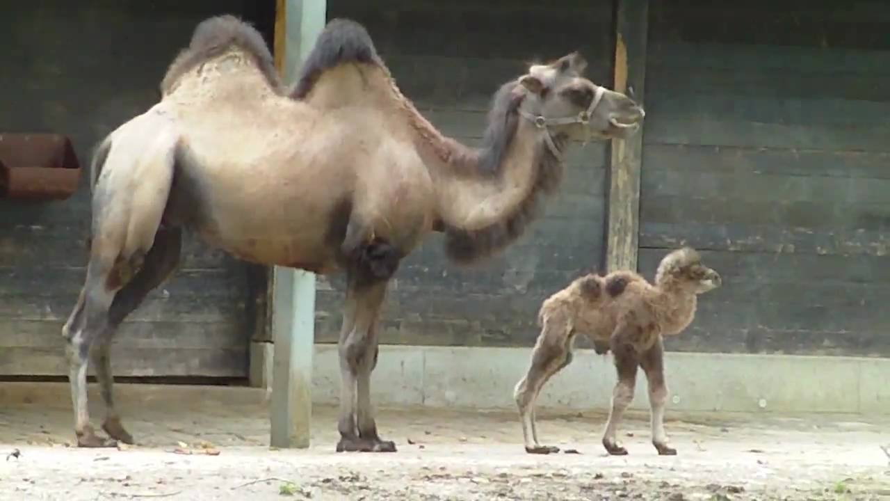 Baby Bactrian Camels