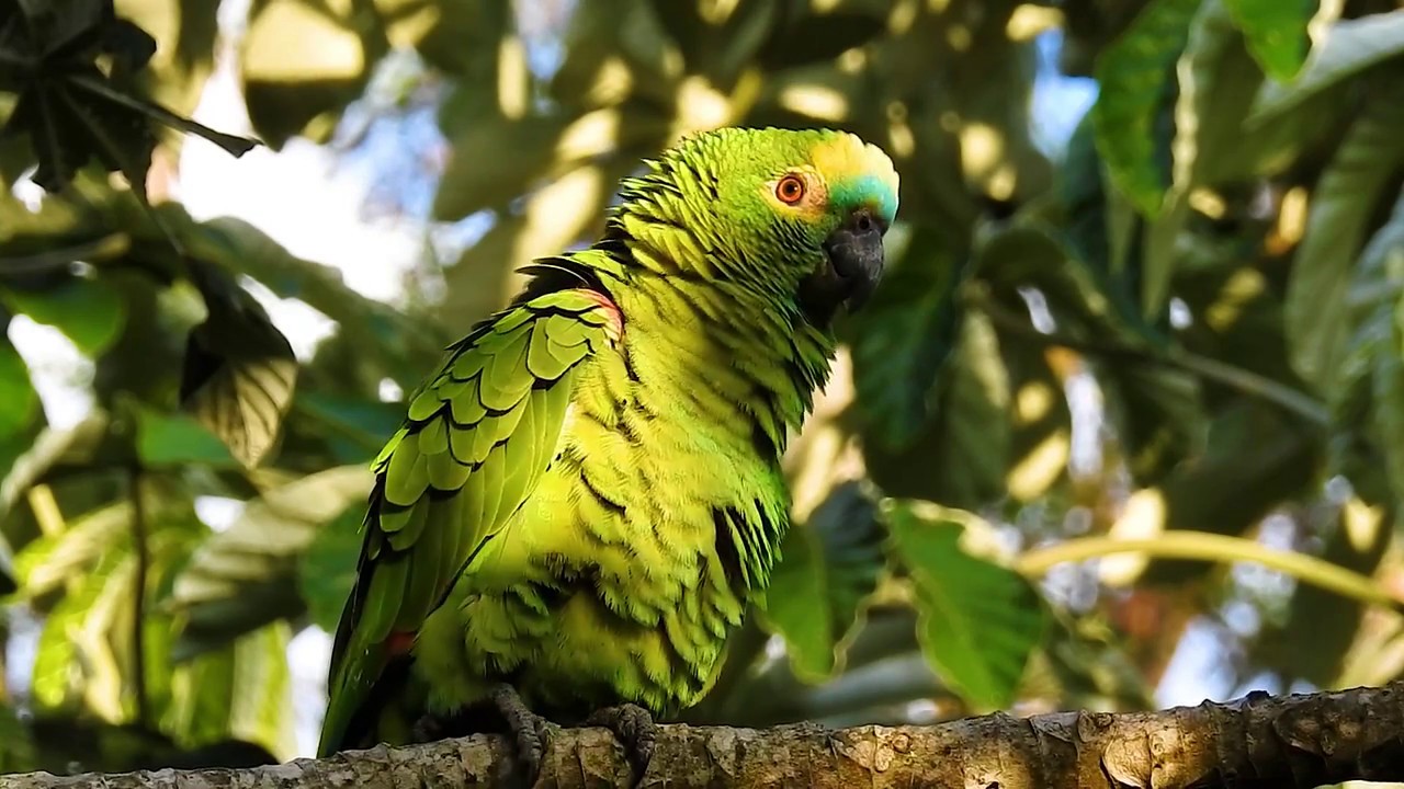 Sounds of TURQUOISE-FRONTED PARROT, AMAZONA AESTIVA, PAPAGAIO ...