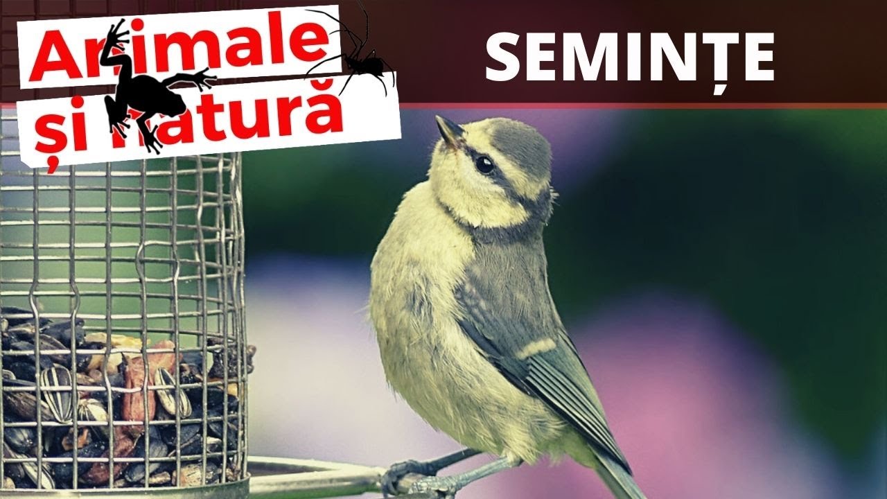 Ce mananca pasarile iarna? - YouTube