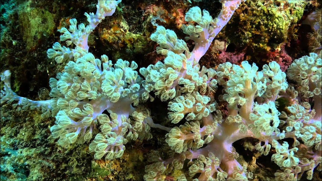 Vidéo plongée ambiance by scuba nosy be - YouTube