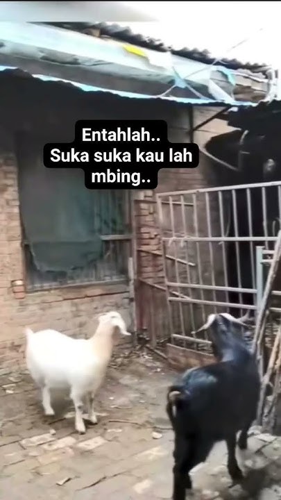 BUKAN MAIN KAU LAGI KAMBING - YouTube