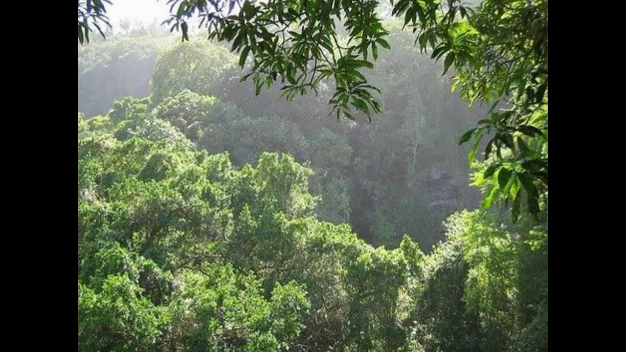 Faces of the Forest - YouTube