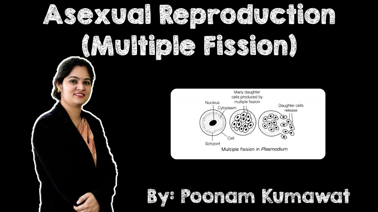 Class 12 (L-7) Asexual Reproduction (Multiple Fission)| Reproduction in ...