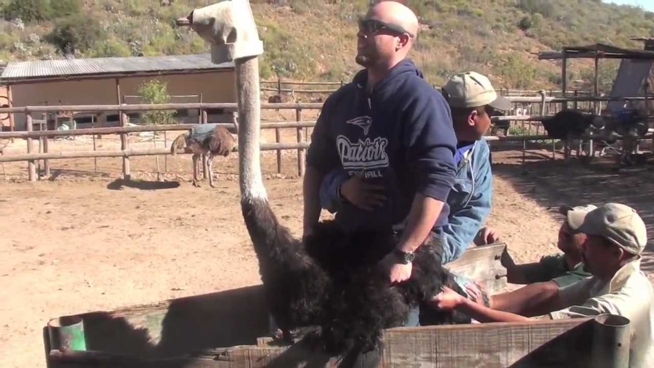 How to Ride an Ostrich - YouTube