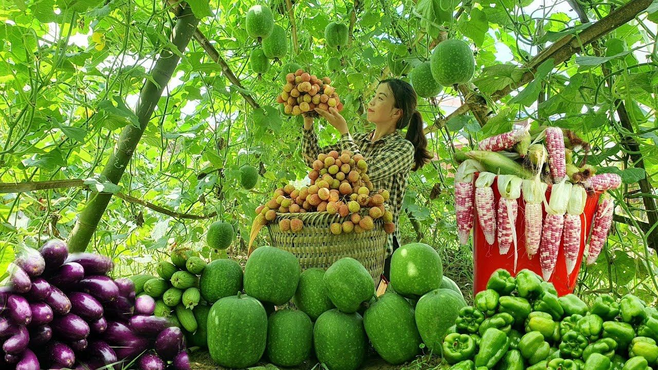 FULL VIDEO:45 Days harvest garden eggplant, Litchi, Melon, chili, Corn ...