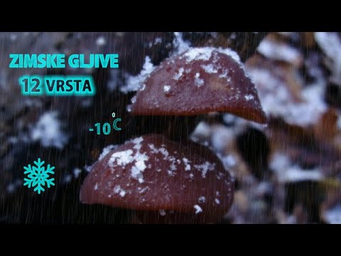 Zimske gljive - Top 12 - YouTube