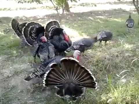 Misirga hindi sesleri erkek hindiler misirga videosu otusu sesi gulu  gulu