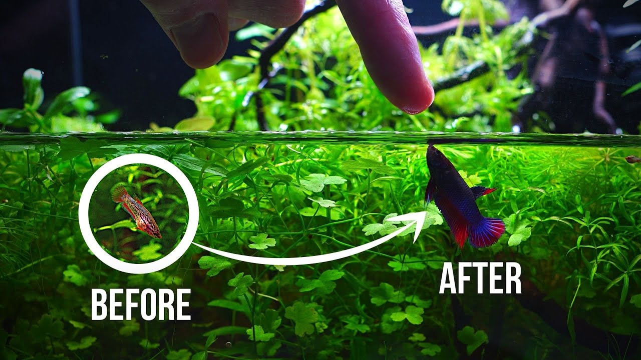 Baby BETTA fish CHANGING COLOR in 28 days | EP6 NO FILTER NO CO2 ...