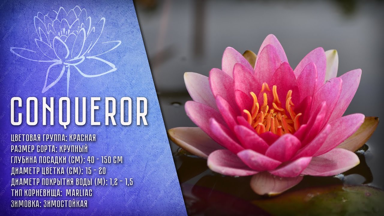 Нимфея Конкерор ( Nymphaea Conqueror ) - YouTube