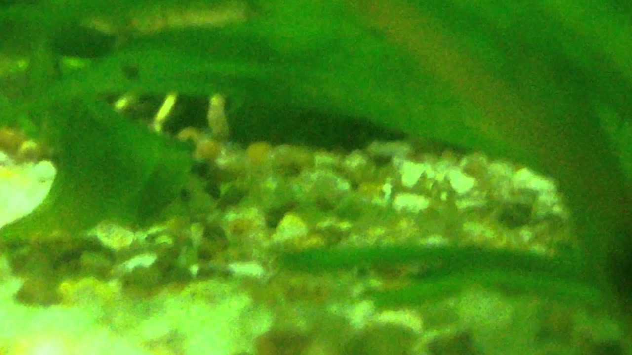 Baby "Showa" Swordtail in Community Tank (2/21/15) - YouTube